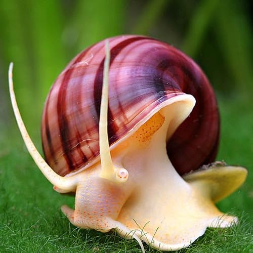3 Assorted Live Mystery Snails – Color Mix – Great for Freshwater Aqua ...