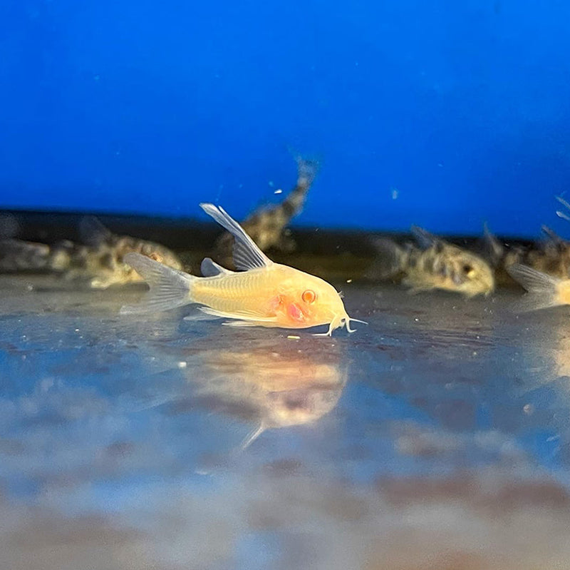 Albino Pygmy Cory (Gastrodermus pygmaeus) – Live Freshwater Fish – Pea ...