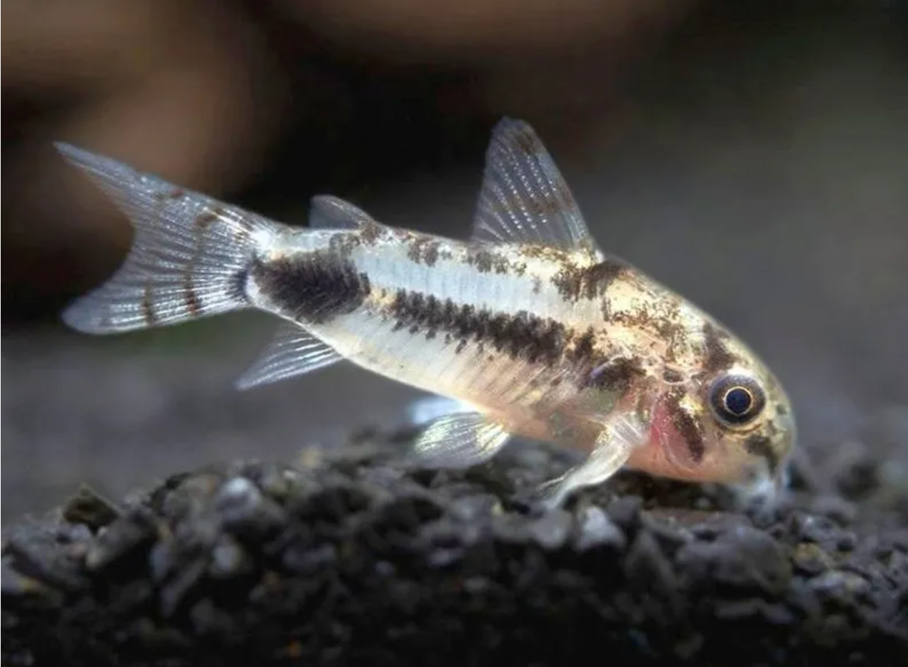 Habrosus Corydoras Dwarf Salt And Pepper Corydora Sd Aquatics